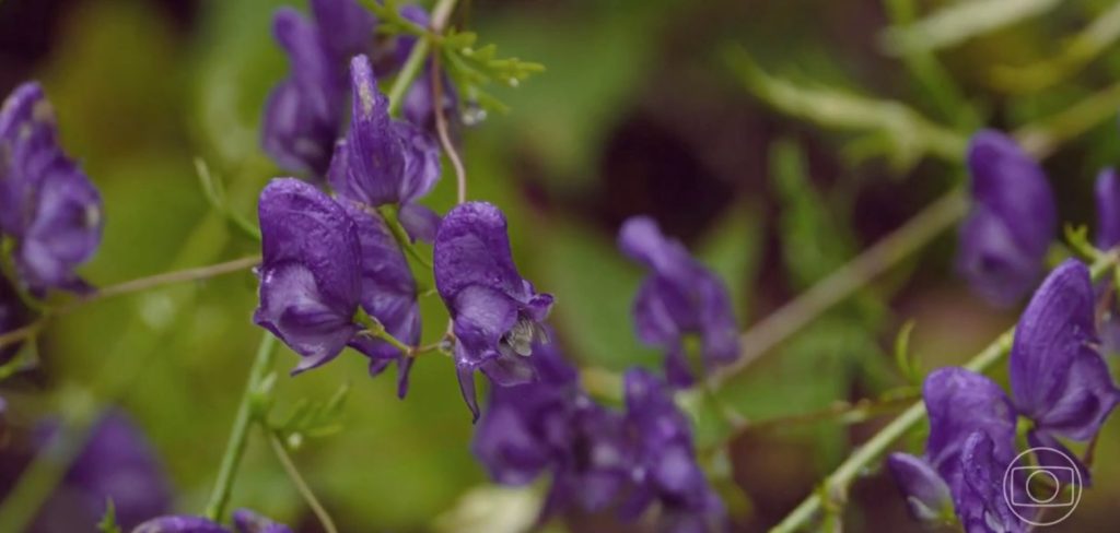 Roxinha e perigosa: conheça o acônito, planta venenosa que pode matar ...